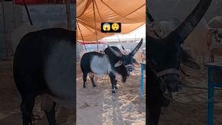 Malir Mandi Karachi Cattle Rates Update 20 Febuary 2024 Cow Mandi 2024
