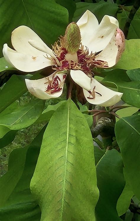ბათუმის ბათუმის ბოტანიკური ბაღი Batumi Botanical Garden