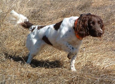 Small Munsterlander Info Temperament Puppies Pictures