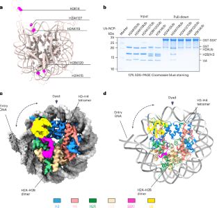 Synovial Sarcoma X Breakpoint Protein Uses A Cryptic Groove To