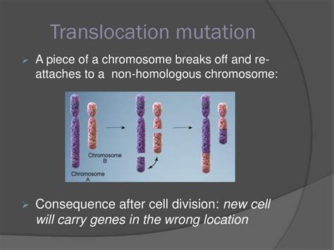 How Our Genes Are Organized Ppt Download