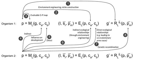 Potential Routes To Exploratory Open Endedness In An Evolutionary System Download Scientific