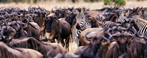 4 Days Serengeti Ngorongoro Safari Tour Serengeti Safaris Africa