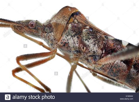 Hairy Thorax High Resolution Stock Photography And Images Alamy