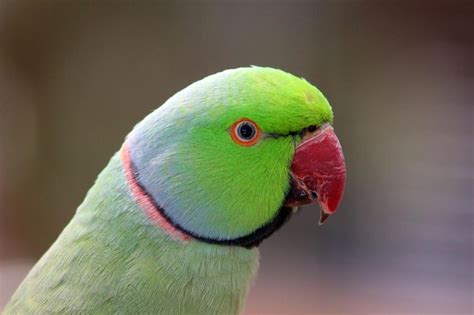Premium Photo Rose Ringed Parakeet Psittacula Krameri Also Known As