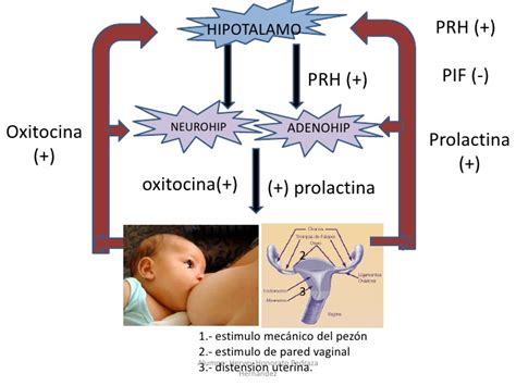 Prolactina