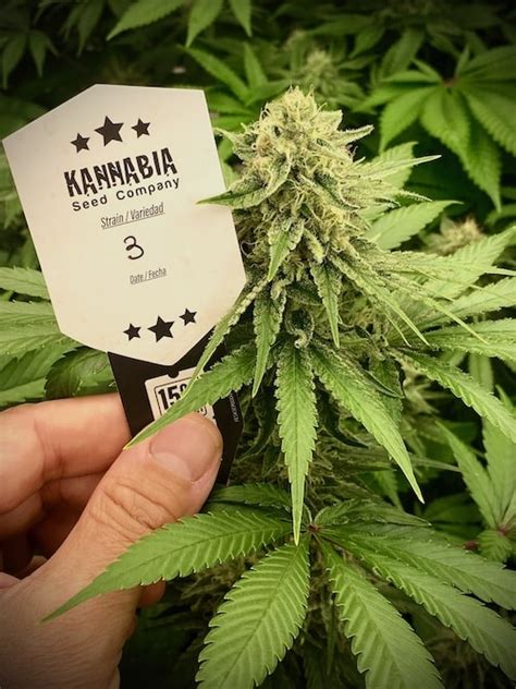 Comment Cultiver La Nouvelle Mexican Sativa Pour Tirer Le Meilleur