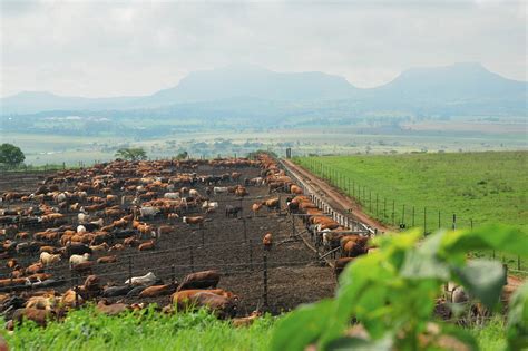 Calculating Feedlot Performance In A Carcass Value Economy Chemuniqué
