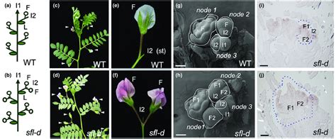 Double Pod Phenotype In Chickpea Cicer Arietinum Caused By The