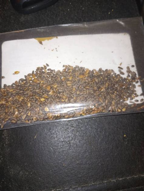 Engelmann Spruce Tree Seeds Picea Engelmannii Engelmanns Spruce Tree Etsy