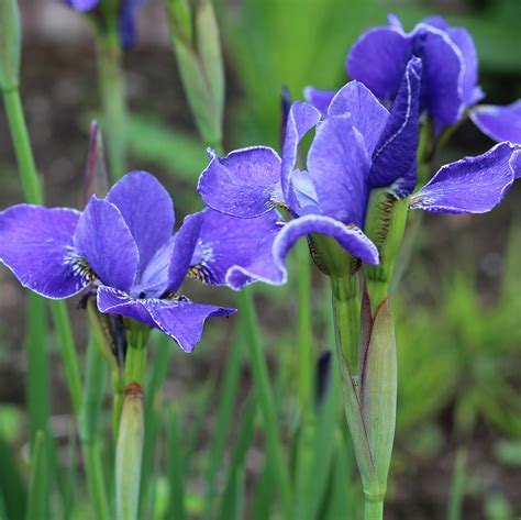 Iris Sibirica ‘silver Edge From Wildegoose Nursery