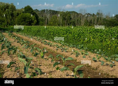 Leafy Green Vegetables And Pea Shoots In Rows Of An Organic Vegetable