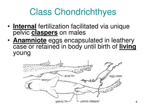 Ppt Class Chondrichthyes Powerpoint Presentation Free Download Id