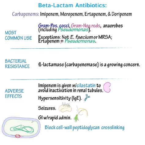 Immunology Microbiology Glossary Carbapenems Ditki Medical