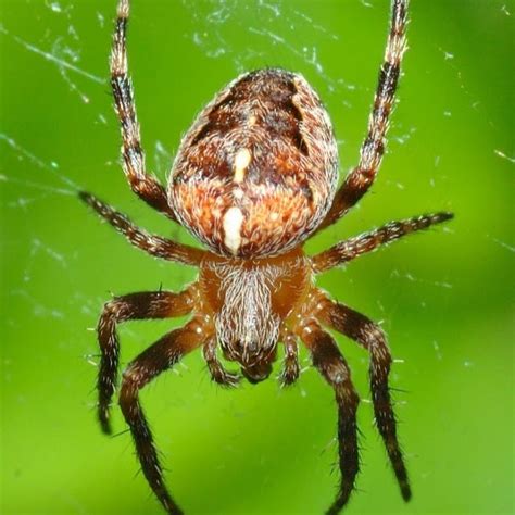 Tarantul 777 Youtube