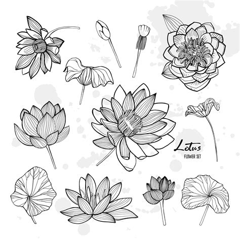 Set Of Lotus Flower In Different Views Bloomed Buds And Leaves Hand