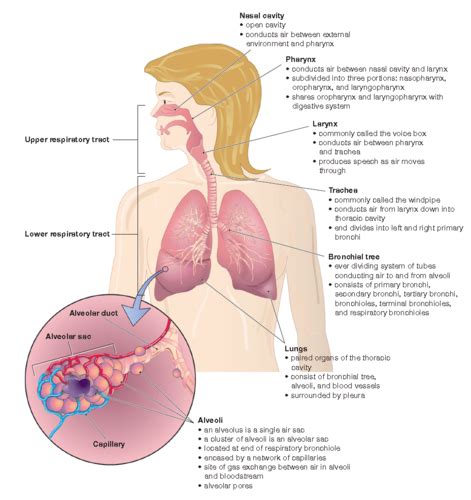 Lab 9 Respiratory System Anatomy Flashcards Quizlet