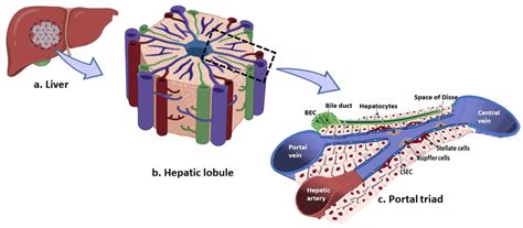 Hepatocytes Diagram