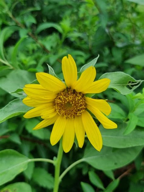 해바라기와 비슷한 노란 꽃 루드베키아 원추천인국 꽃말 삼잎국화 노란색 겹꽃 네이버 블로그