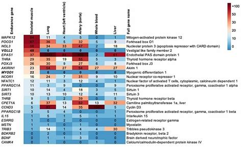 String Analysis For Interactions Between Muscle Fibre Proteins Lines