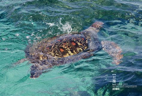 小琉球民宿月掬生態旅遊民宿│小琉球民宿