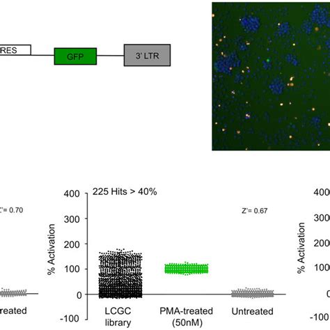 High Throughput Screening Of Compounds To Identify Hiv 1 Download Scientific Diagram