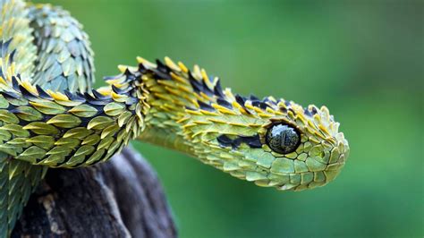 Viper Snake Head Wallpaper