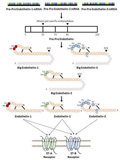 The Endothelin System Encyclopedia Mdpi