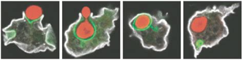 Phagocytosis Amoeba