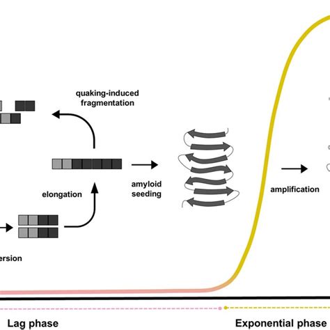 Schematic Representation Of The Rt Quic Reaction The Rt Quic Reaction