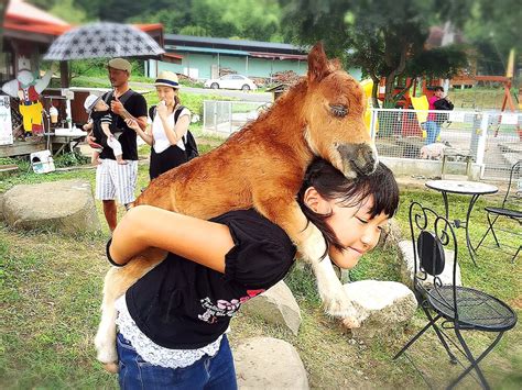 ミニチュアホースの飼育 長野県佐久市乗馬と乗馬馬の販売はスエトシ牧場