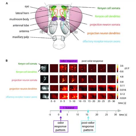 Odor And Post Odor Responses Along The Olfactory Pathway A Download Scientific Diagram