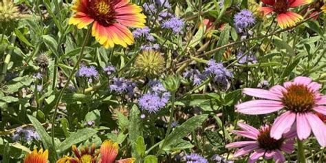 The Lazy Butterfly Gardener Joyful Butterfly