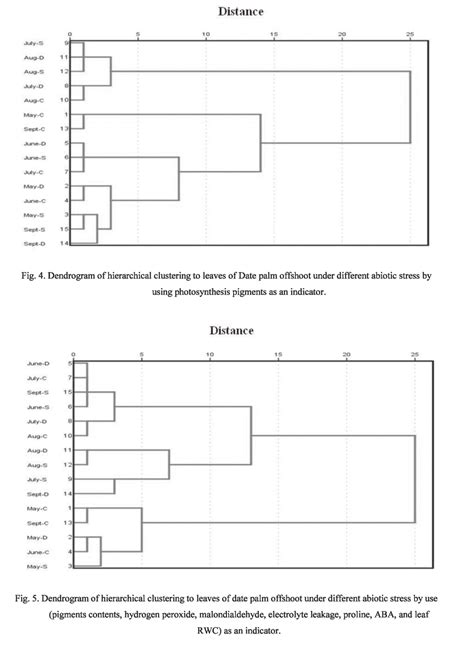 dendrogram of hierarchical clustering to leaves of date palm offshoot