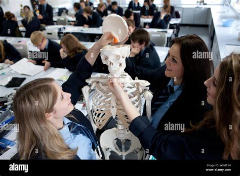 Lab Skeleton High Resolution Stock Photography And Images Alamy