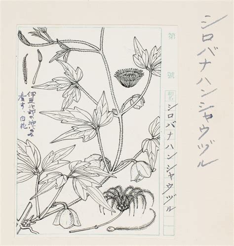 シロバナハンショウヅルキンポウゲ科 見ごろの植物