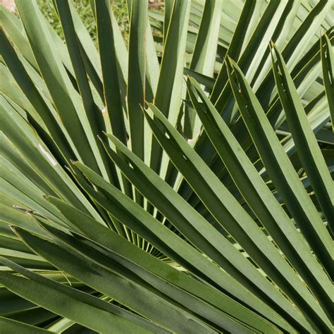 Blayson Supply Carnauba Wax To Many Industries