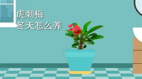 金鱼吊兰的养殖方法和注意事项是什么？ 百度经验