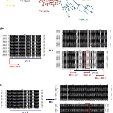 Arrangement Pattern Of The Tandem Repeats Of Rlecs In M Nipponense