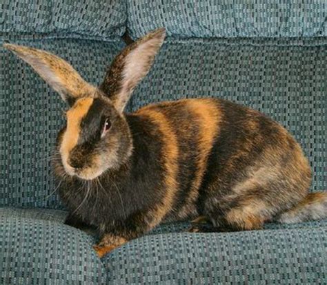 Harlequin Rabbit