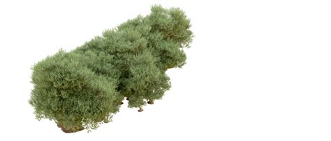 Tree Brush Pngs For Free Download