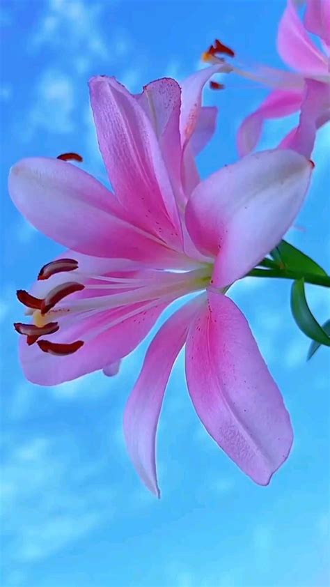 Épinglé Par Polad I Sur Цветы