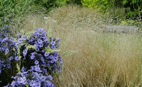 Deschampsia Cespitosa Goldtau Vlinderhof Roof Garden Garden Plants