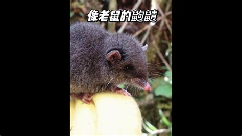 世界上最小的哺乳动物，鼩鼱！它会吃蟑螂 鼩鼱 神奇动物在抖音 动物的迷惑行为 动物世界 野生动物 Youtube
