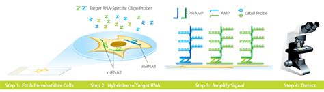 Advanced Cell Diagnostics Technology