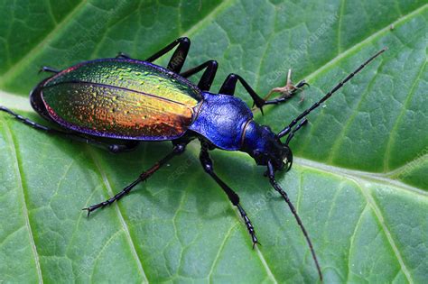 Ground Beetle Resting On A Leaf Of Hydrangea Stock Image C0425955