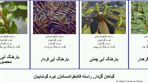 گیاهان گل‌دار راسته قاشقواشسانان تیره گوشابیان بارهنگ آبی Angiosperms