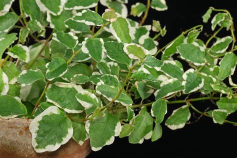 Creeping Or Climbing Fig Ficus Pumila