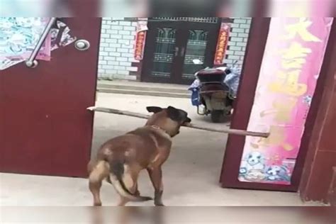 都说小狗聪明，我咋遇到了一条傻狗