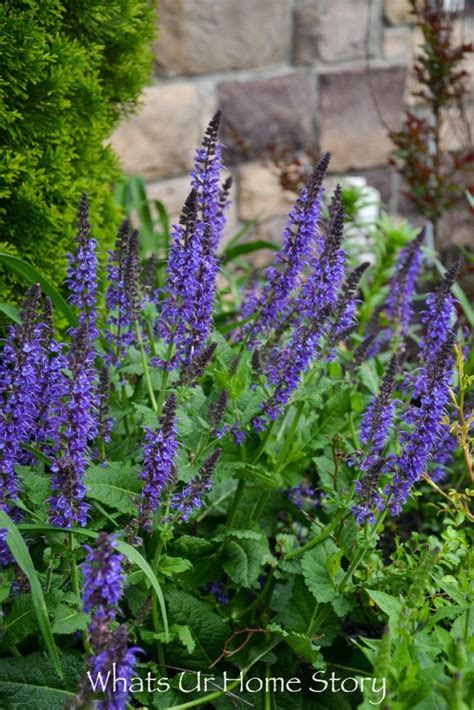 New Front Yard Bed Whats Ur Home Story Terrasse Jardin Jardins